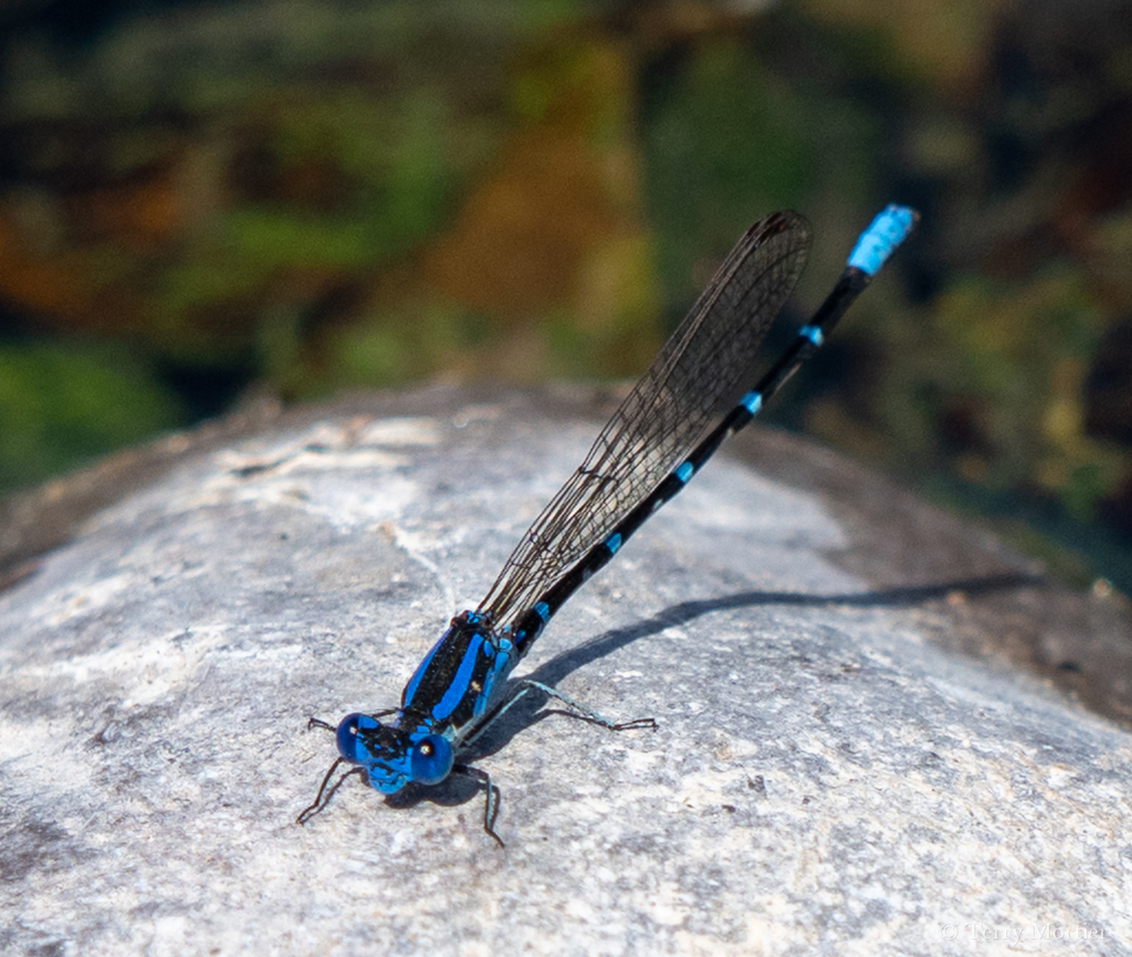 Blue-ringed Dancer from Mission, TX, USA on March 18, 2025 at 02:29 PM ...
