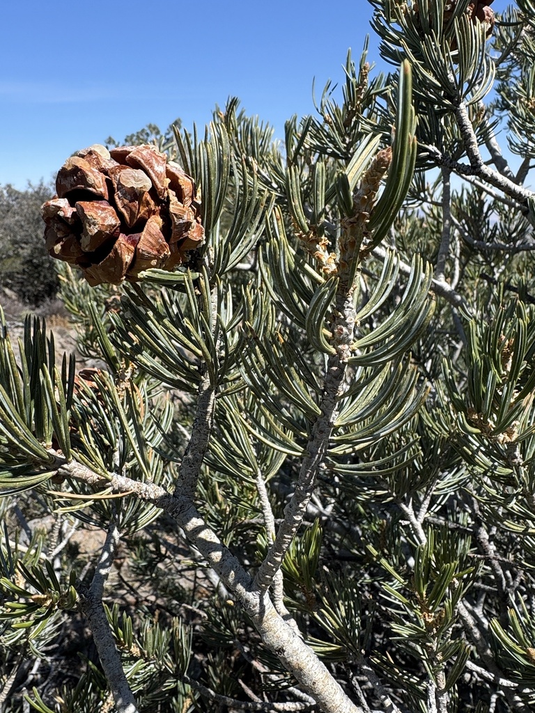 Parry pinyon from Cleveland National Forest, Mount Laguna, CA, US on ...
