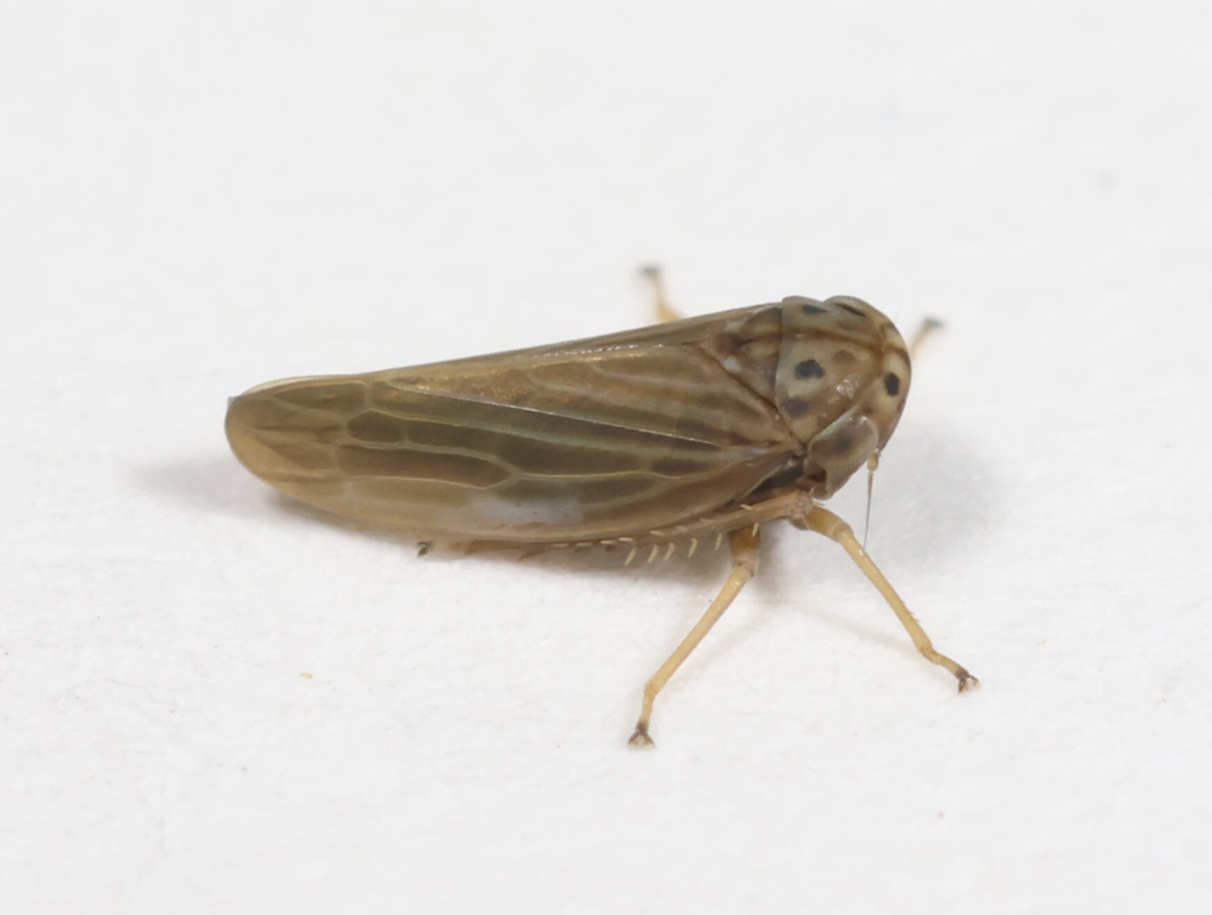 Agallia constricta | Insect Vectors of Plant Disease