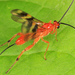 Cremnops desertor · iNaturalist