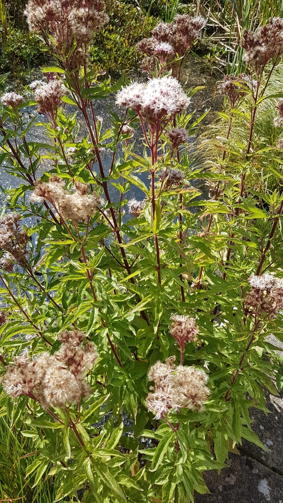hemp agrimony from Montford Bridge, Shrewsbury SY4 1DX, UK on September 20, 2020 at 01:33 PM by ...