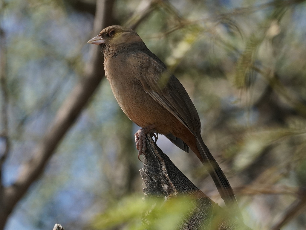 Abert's Towhee from Flowing Wells, Tucson, AZ, USA on March 10, 2025 at ...