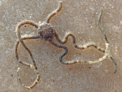 Amphiura stimpsonii · iNaturalist