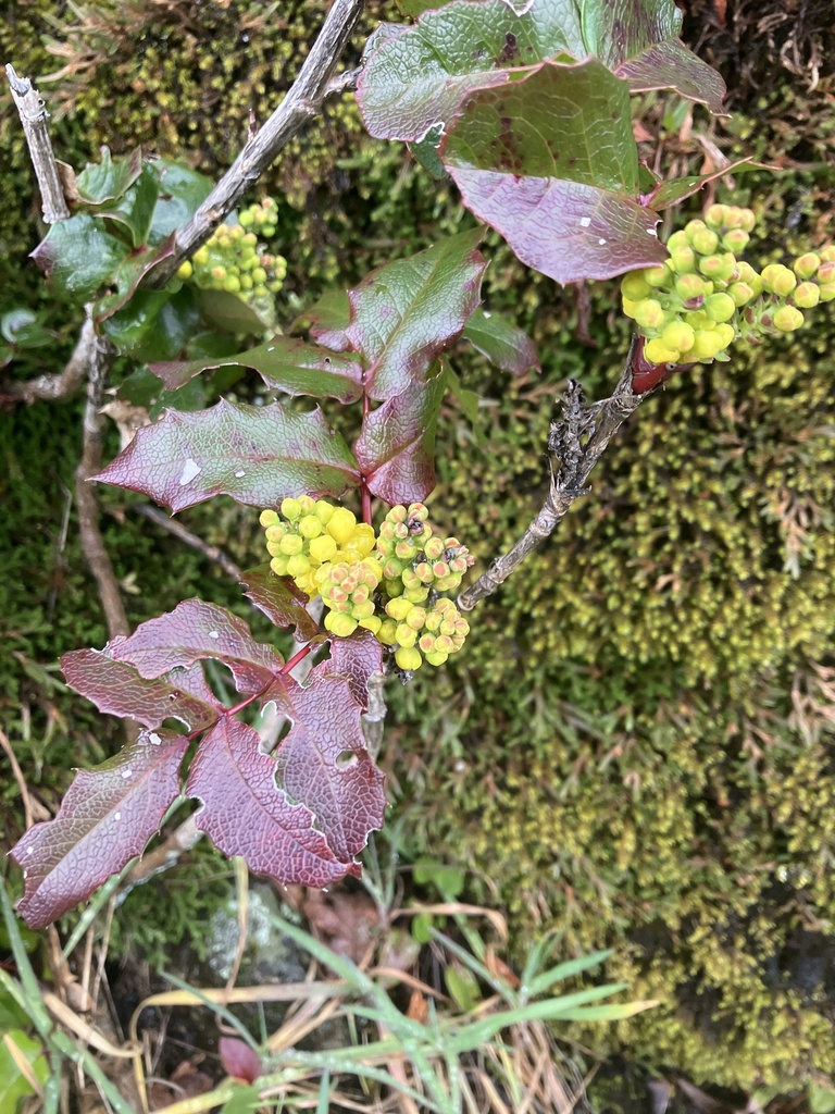Oregon grape from Nicholson St, Saanich, BC, CA on March 21, 2025 at 08 ...