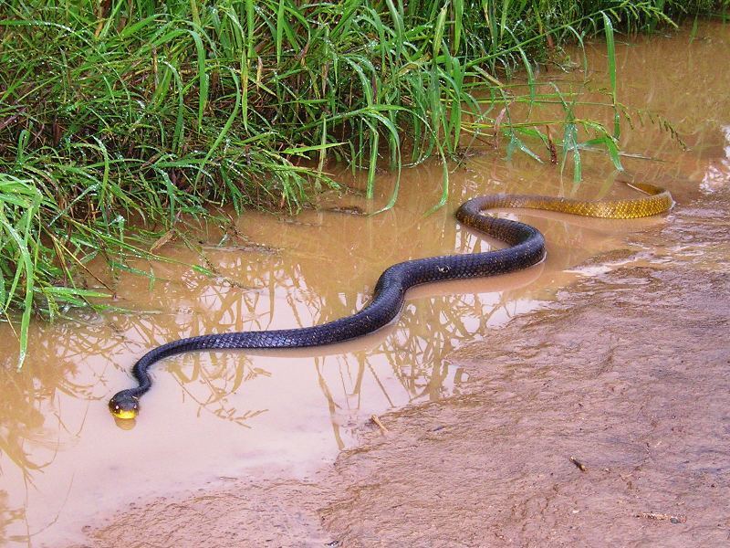 Yellow-tailed Indigo Snake from San Miguelito y alrededores, Nuflo de ...
