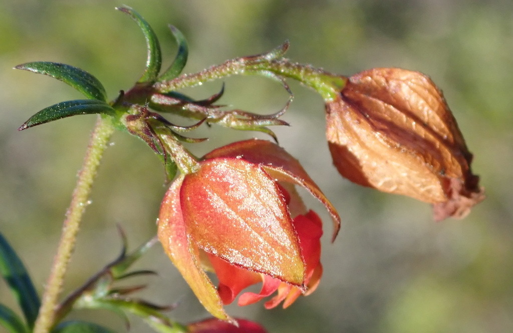 Hermannia angularis from Buffelsfontein, Albertinia, South Cape DC ...