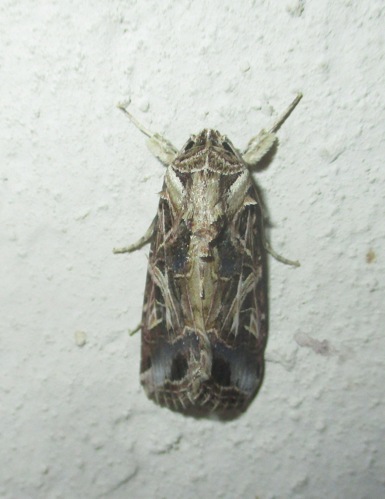 Mediterranean Brocade from Serowe Botswana on March 19, 2025 by ...