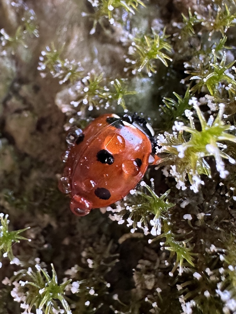 Animals from Inyo Mountains Wilderness, Independence, CA, US on March ...
