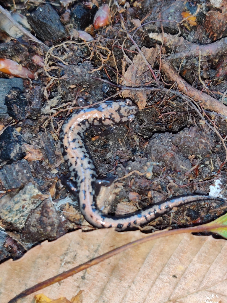 Weller's Salamander from Ashe County, NC, USA on July 3, 2023 at 10:44 ...