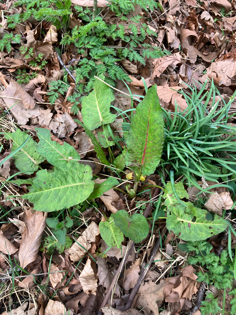 Greek Dock from Broad Walk, Oxford, England, GB on March 21, 2025 at 09 ...