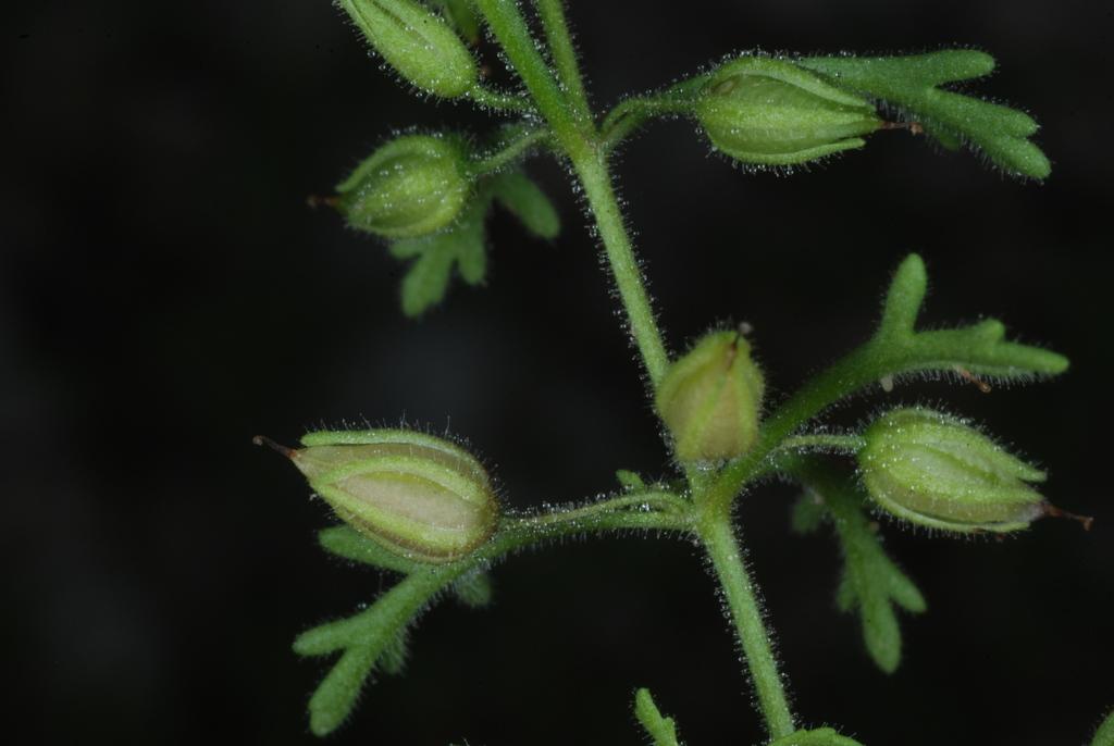 Obi-Wan conobea (Leucospora multifida) - Botanical Realm