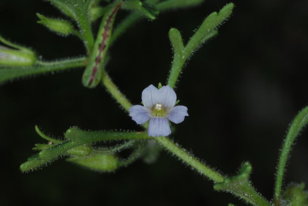 Obi-Wan conobea (Leucospora multifida) - Botanical Realm