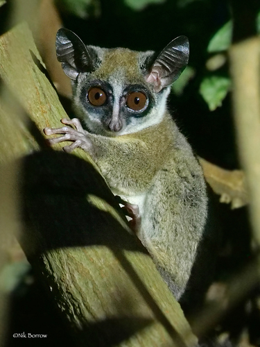 Восточный галаго (Удивительный мир Уганды) · iNaturalist