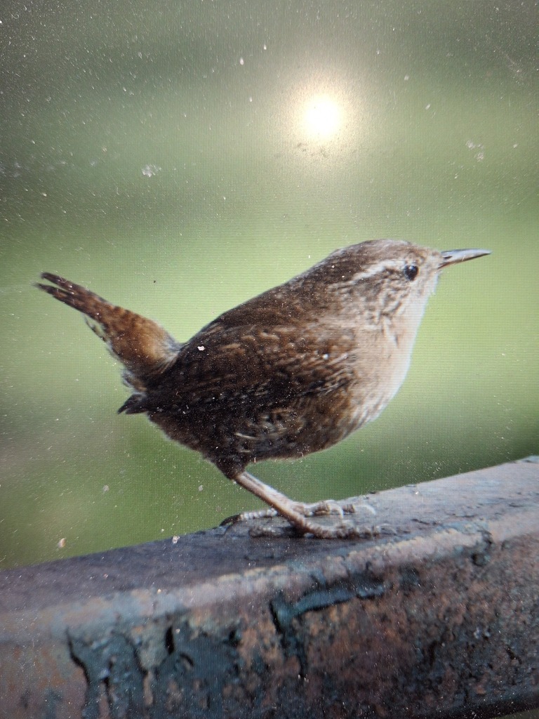 Eurasian Wren from Newbury, UK on March 20, 2025 at 05:28 PM by Gareth ...