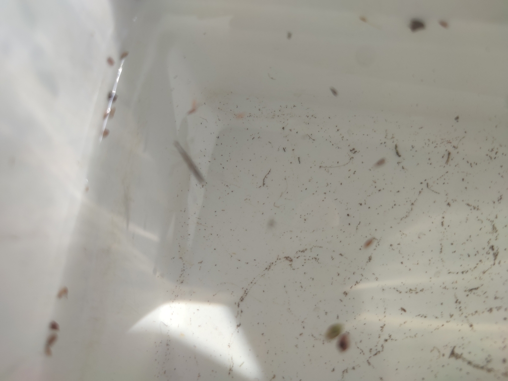 True Bugs from Northcote, Auckland, New Zealand on March 22, 2025 at 10 ...