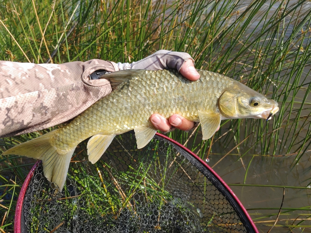 Smallmouth Yellowfish (Labeobarbus aeneus) - Marine Life Identification