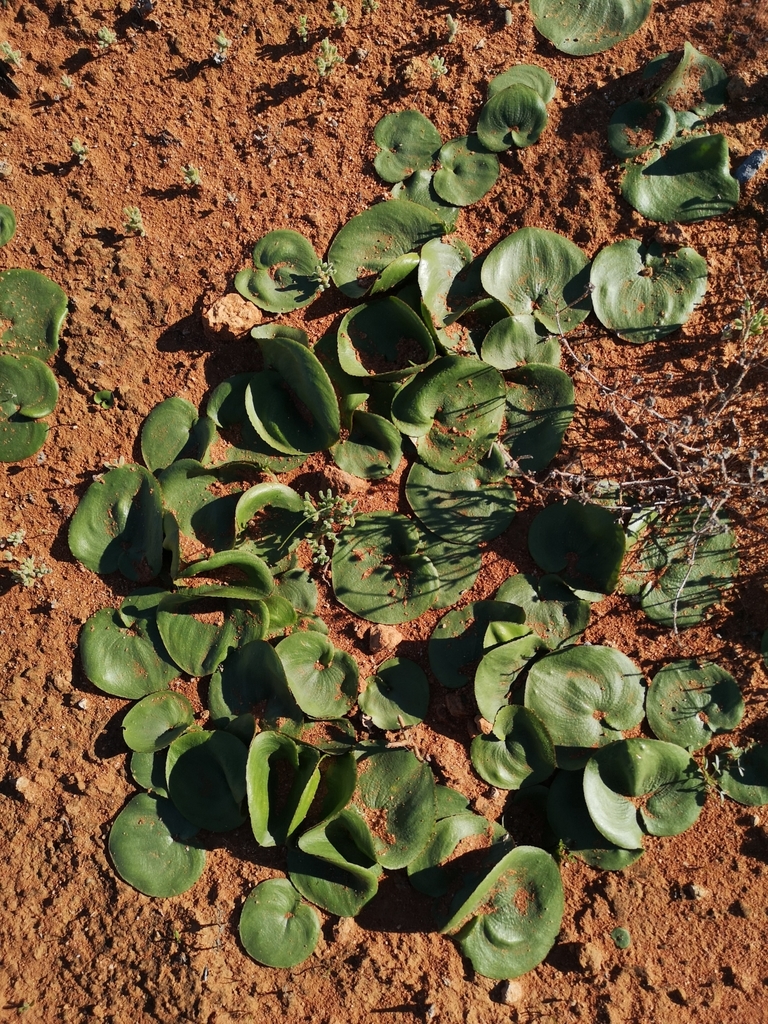 Eriospermum descendens from West Coast, ZA-WC, ZA on August 10, 2019 at ...