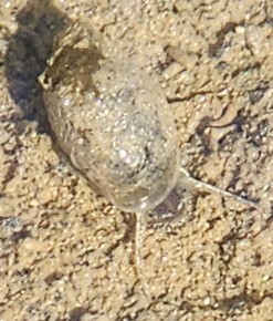 Pond Snails, Bladder Snails, and Allies from Barboursville, Albemarle ...