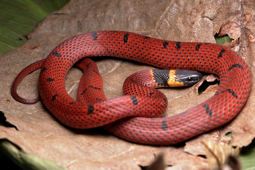 Red Coffee Snake (Night Tours at Papa´s Place) · iNaturalist