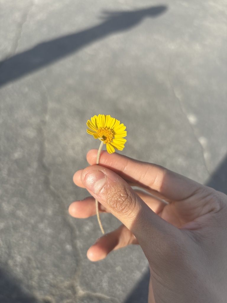 Four-nerved Daisies from The University of Texas at San Antonio, San ...