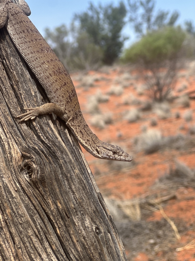 Pygmy Mulga Monitor in November 2024 by nick_vine · iNaturalist