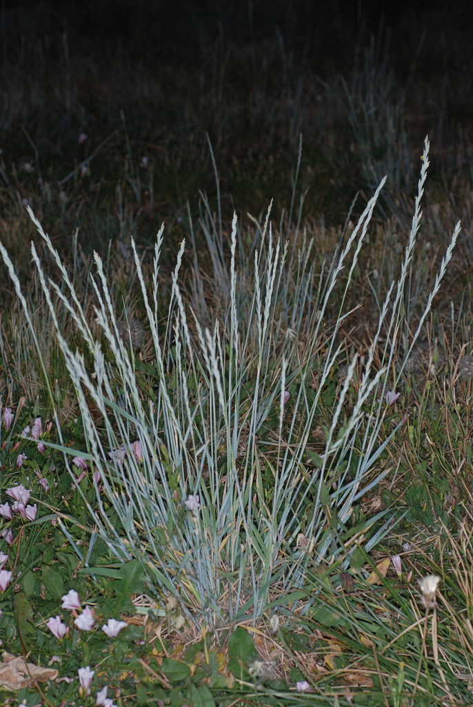 Intermediate Wheatgrass (Thinopyrum intermedium) - Botanical Realm