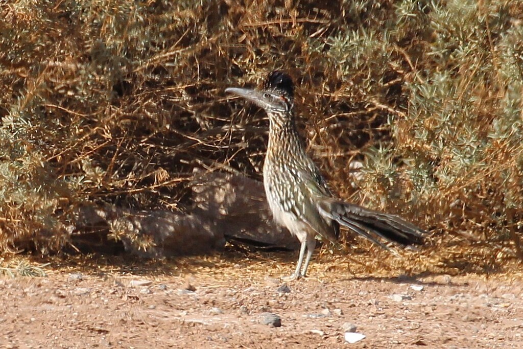 Greater Roadrunner from Mexicali, B.C., México on March 21, 2025 at 09: ...