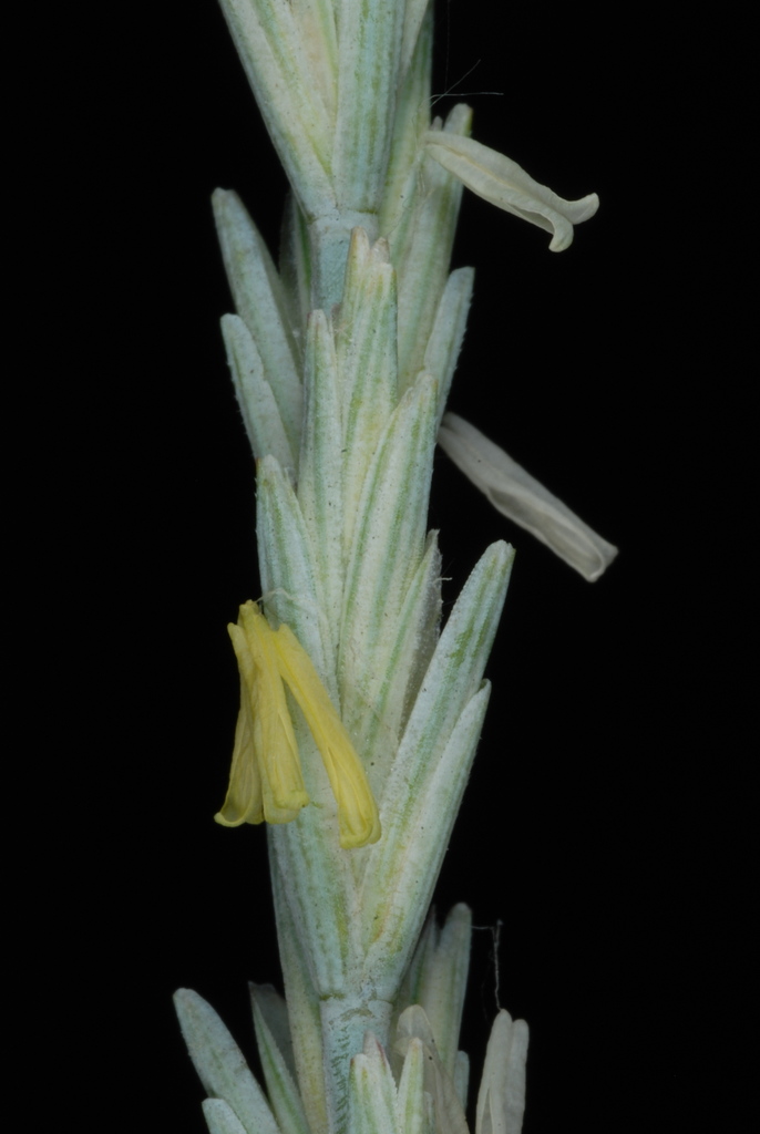 Intermediate Wheatgrass (Thinopyrum intermedium) - Botanical Realm