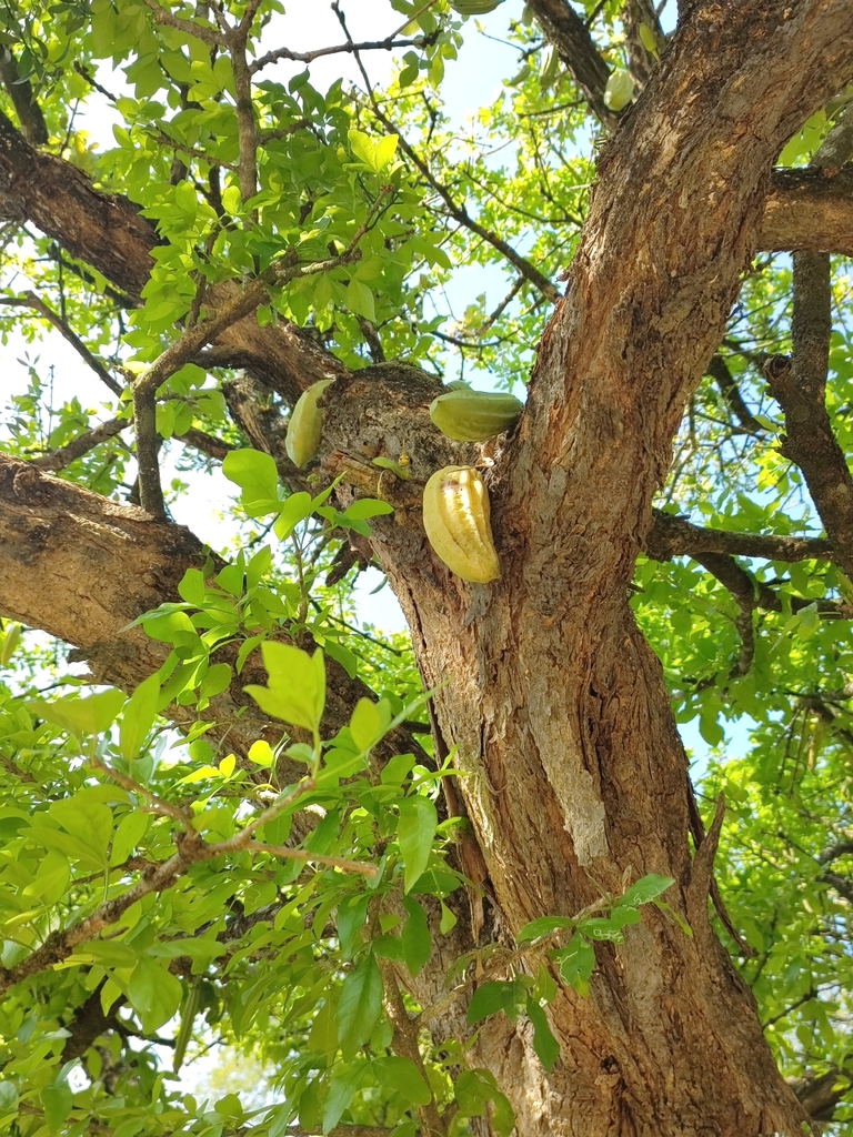 cuachilote from 30553 Chis., México on March 19, 2025 at 08:52 AM by ...