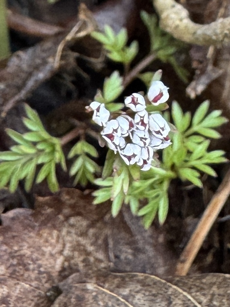 harbinger of spring from Webster Park, Columbus, OH, US on March 20 ...