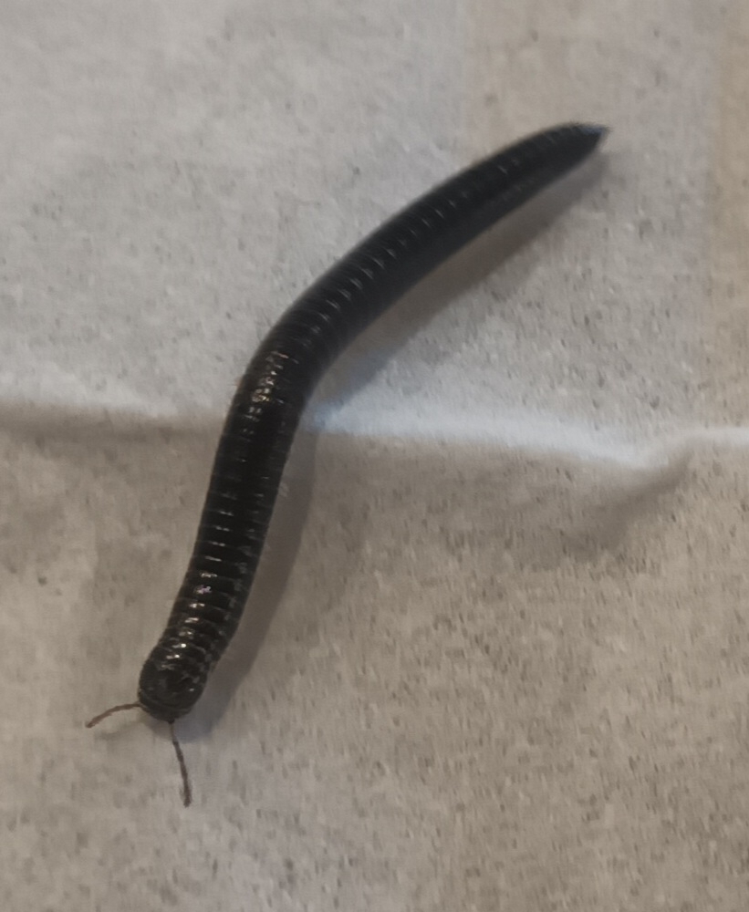 Portuguese Millipede from Sebastopol VIC 3356, Australia on March 22 ...