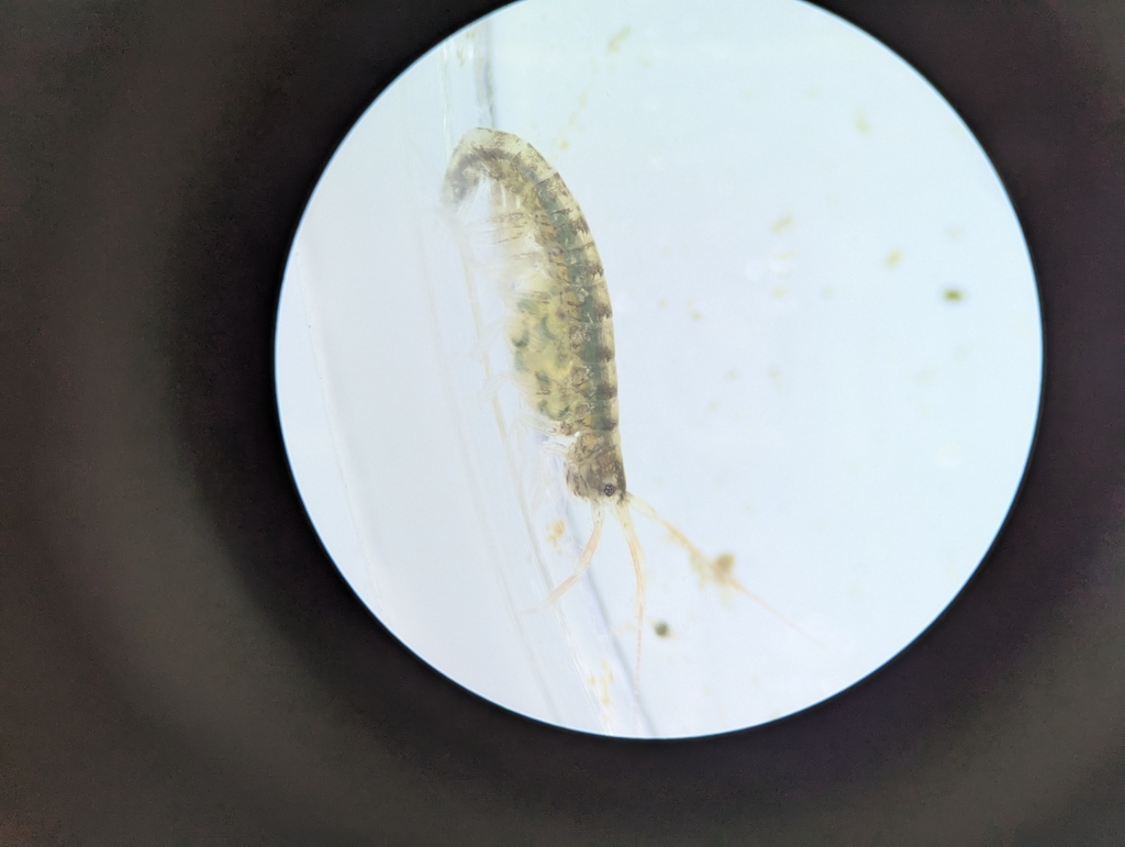 Corophiida from Manly QLD, Australia on March 22, 2025 at 11:08 AM by ...