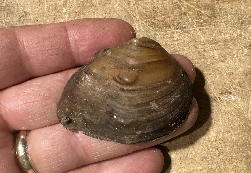 Three-horn Wartyback from Mississippi River, Bagley, WI, US on March 21 ...