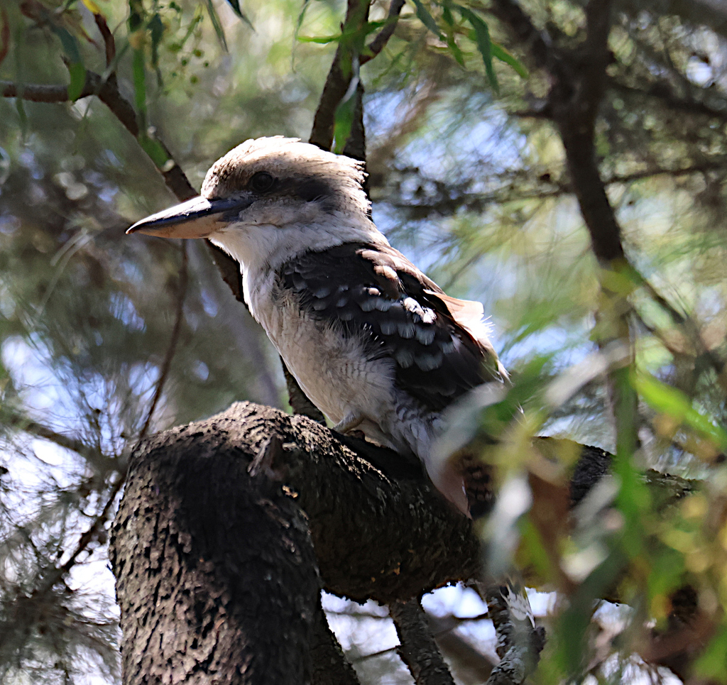 Laughing Kookaburra from Lake Apex, Gatton QLD 4343, Australia on ...