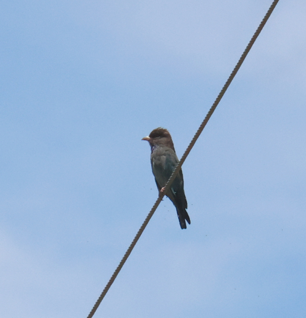 Dollarbird from Lake Galletly (University of Queensland - Gatton campus ...