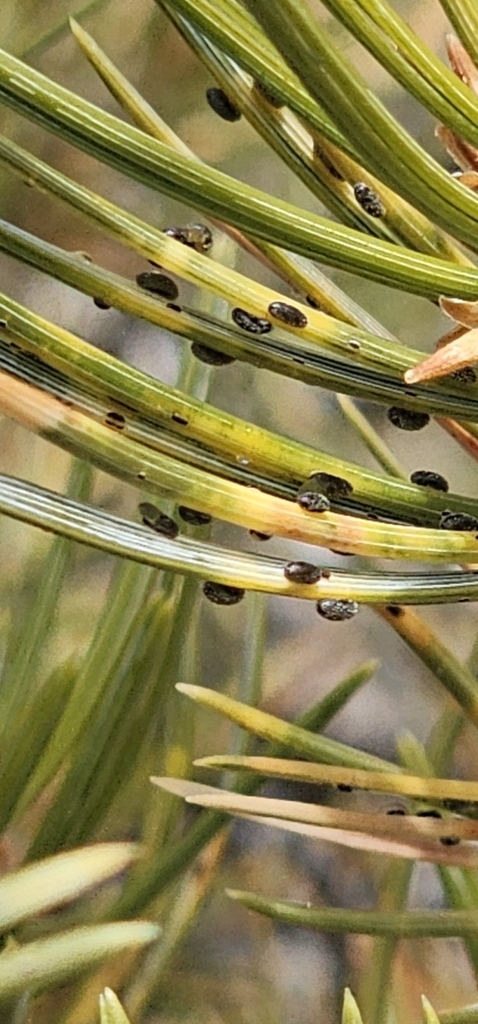 pinyon pine scale from Canyons of the Ancients National Monument ...