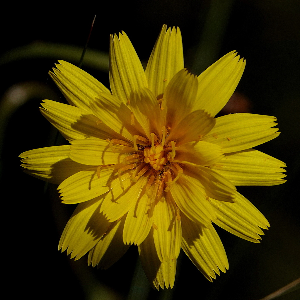 Yam Daisy (Microseris lanceolata) - Botanical Realm