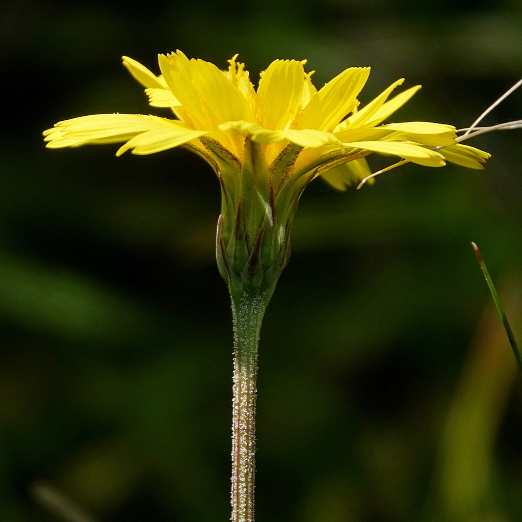 Yam Daisy (Microseris lanceolata) - Botanical Realm