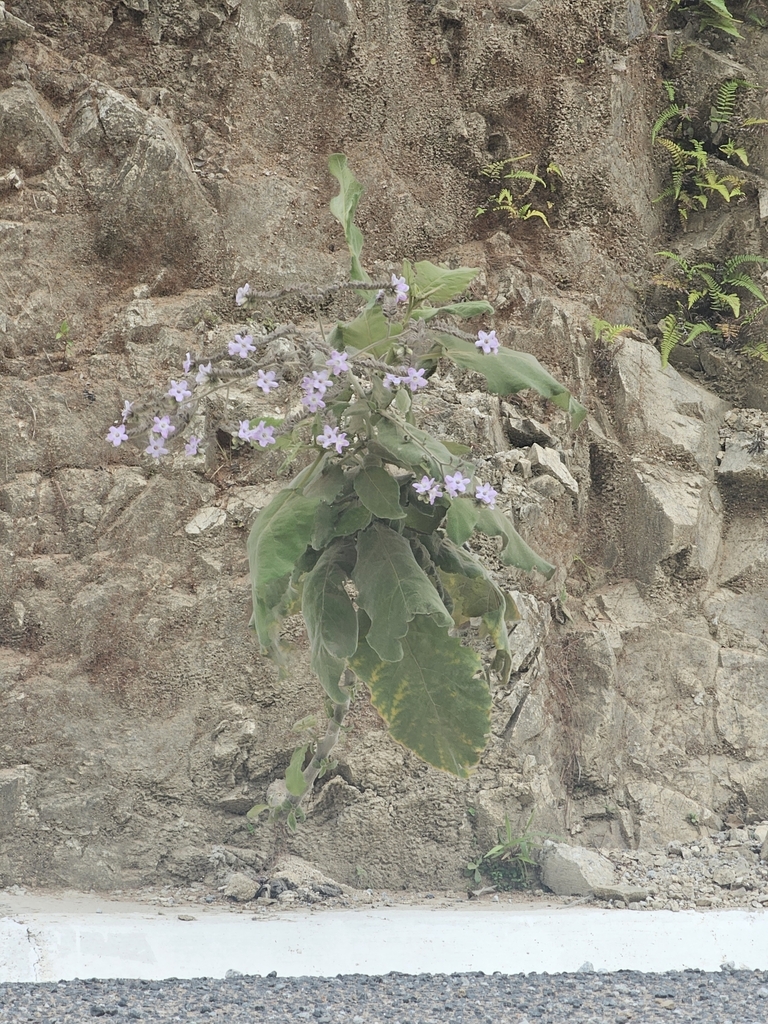 Chichicastle manso desde 70852 Oax., México el 20 de marzo de 2025 a ...