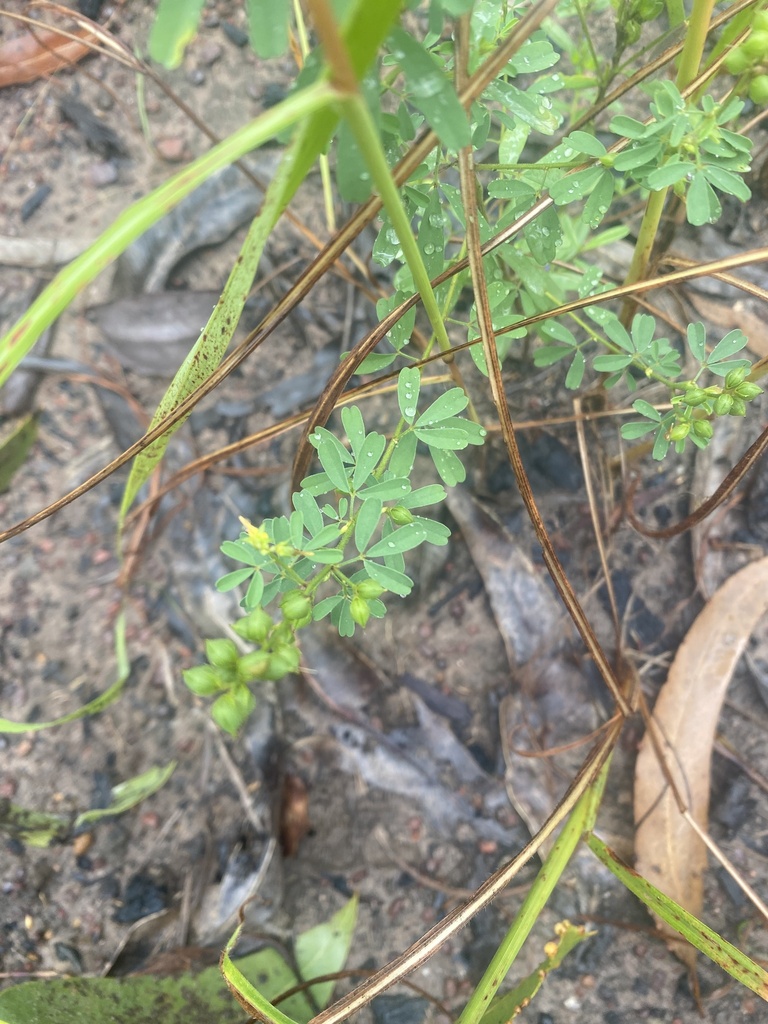 Trefoil Rattlepod from Shoal Bay Coastal Reserve, Shoal Bay, NT, AU on ...