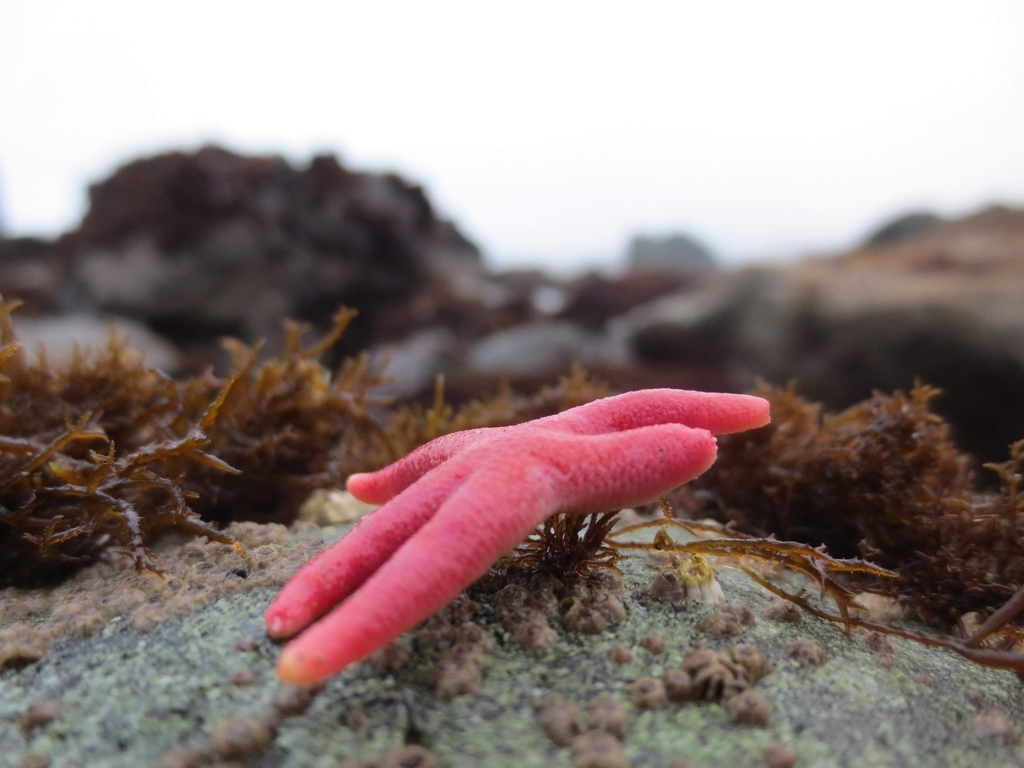 Pacific Blood Star from Mill Valley, CA 94941, USA on July 14, 2019 at ...