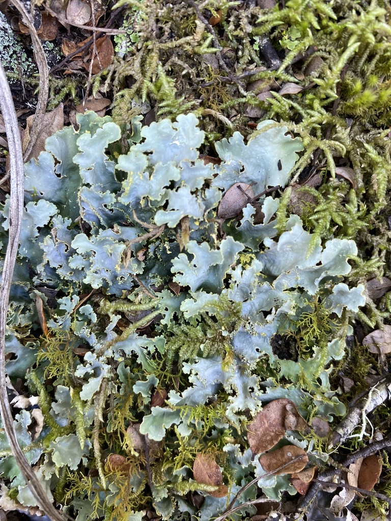 Lobariaceae from Oxford Forest Conservation Area, NZ-CA-WR, NZ-CA, NZ ...