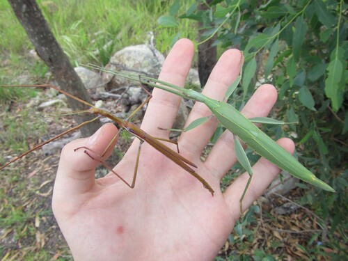 Tropidoderus prasina · iNaturalist Ecuador