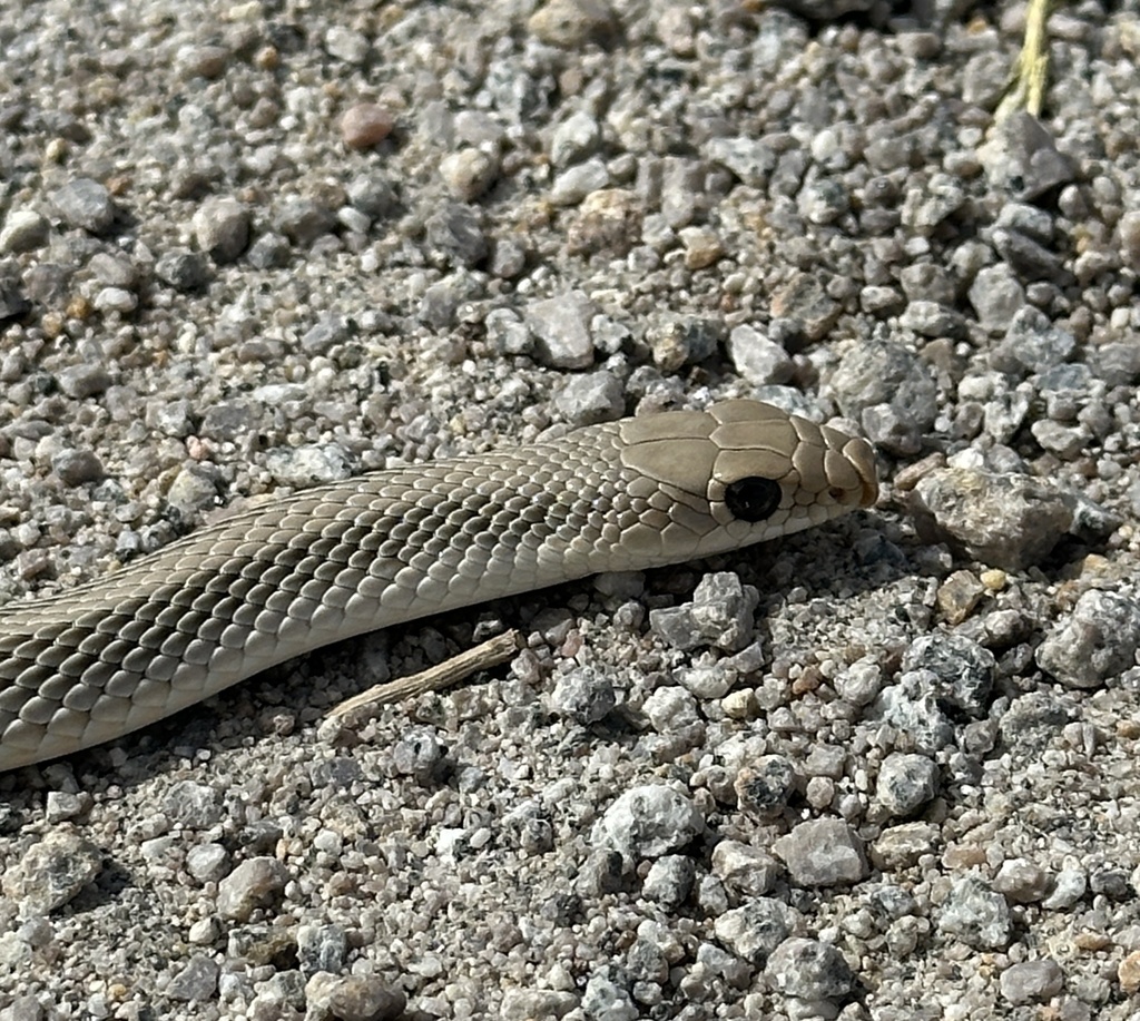 Western Patch-nosed Snake from Death Valley National Park, Death Valley ...