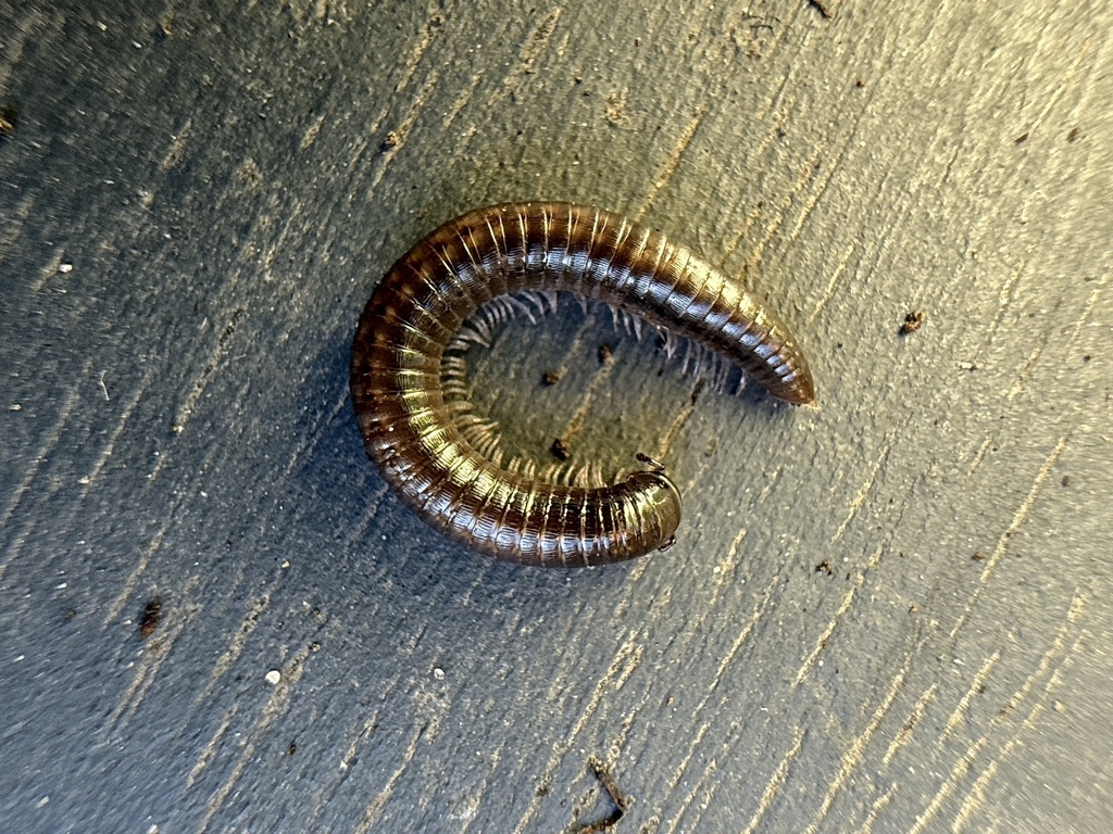 Portuguese Millipede in March 2025 by Duncan Henderson · iNaturalist