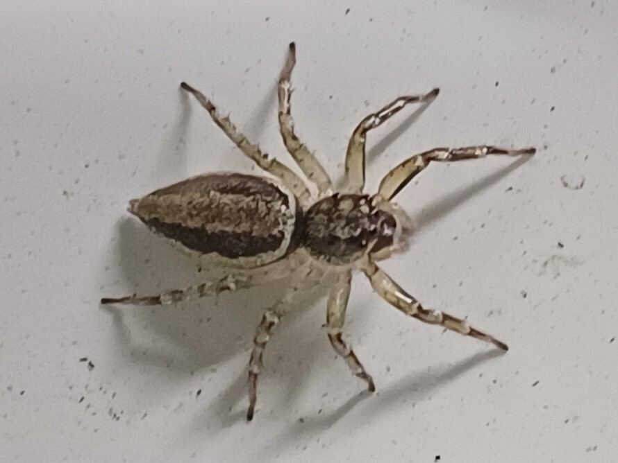 Swifts' Ant-hunter Spider from Cairns QLD, Australia on March 22, 2025 ...