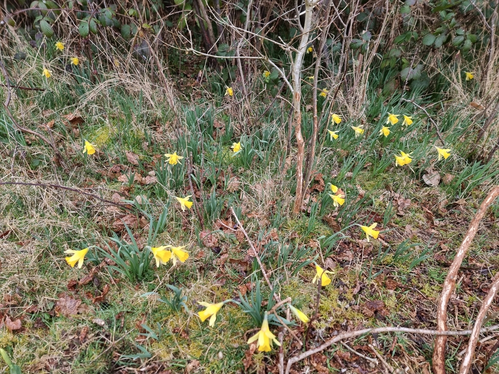Wood daffodil from Patmore Heath, Ware SG11 2LX, UK on March 22, 2025 ...