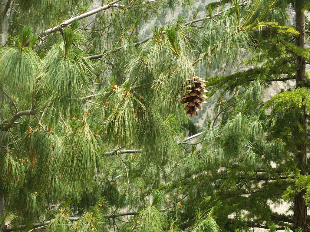 blue pine (Pinus wallichiana) - Botanical Realm