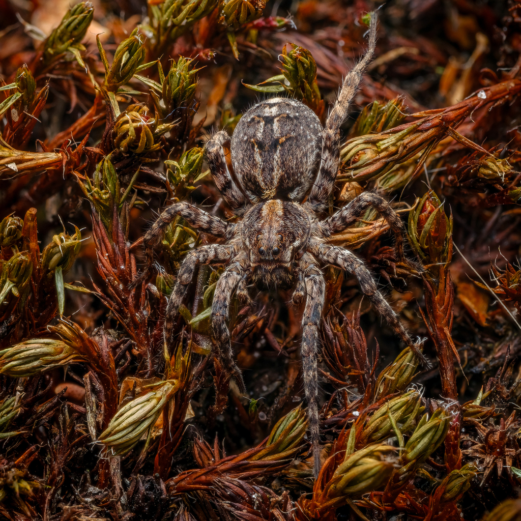 Easter Fox Spider from Berlin-Bezirk Charlottenburg-Wilmersdorf ...