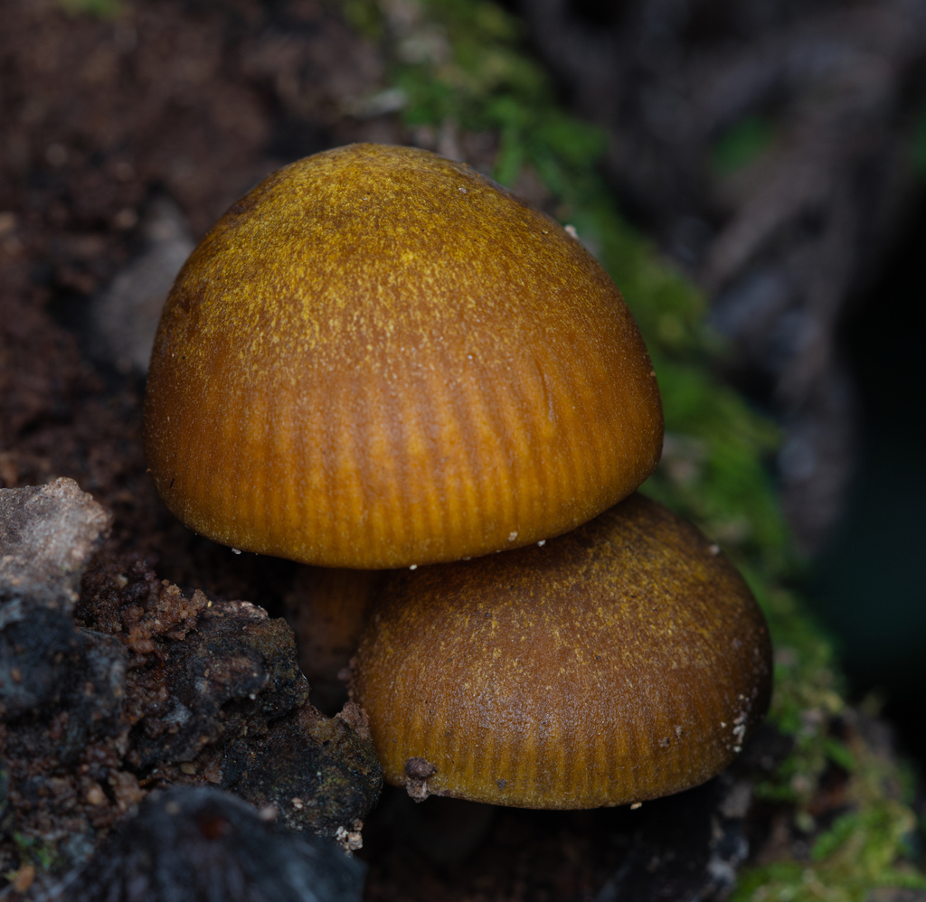 Heimiomyces velutipes from Maungatautari 3494, New Zealand on March 22 ...